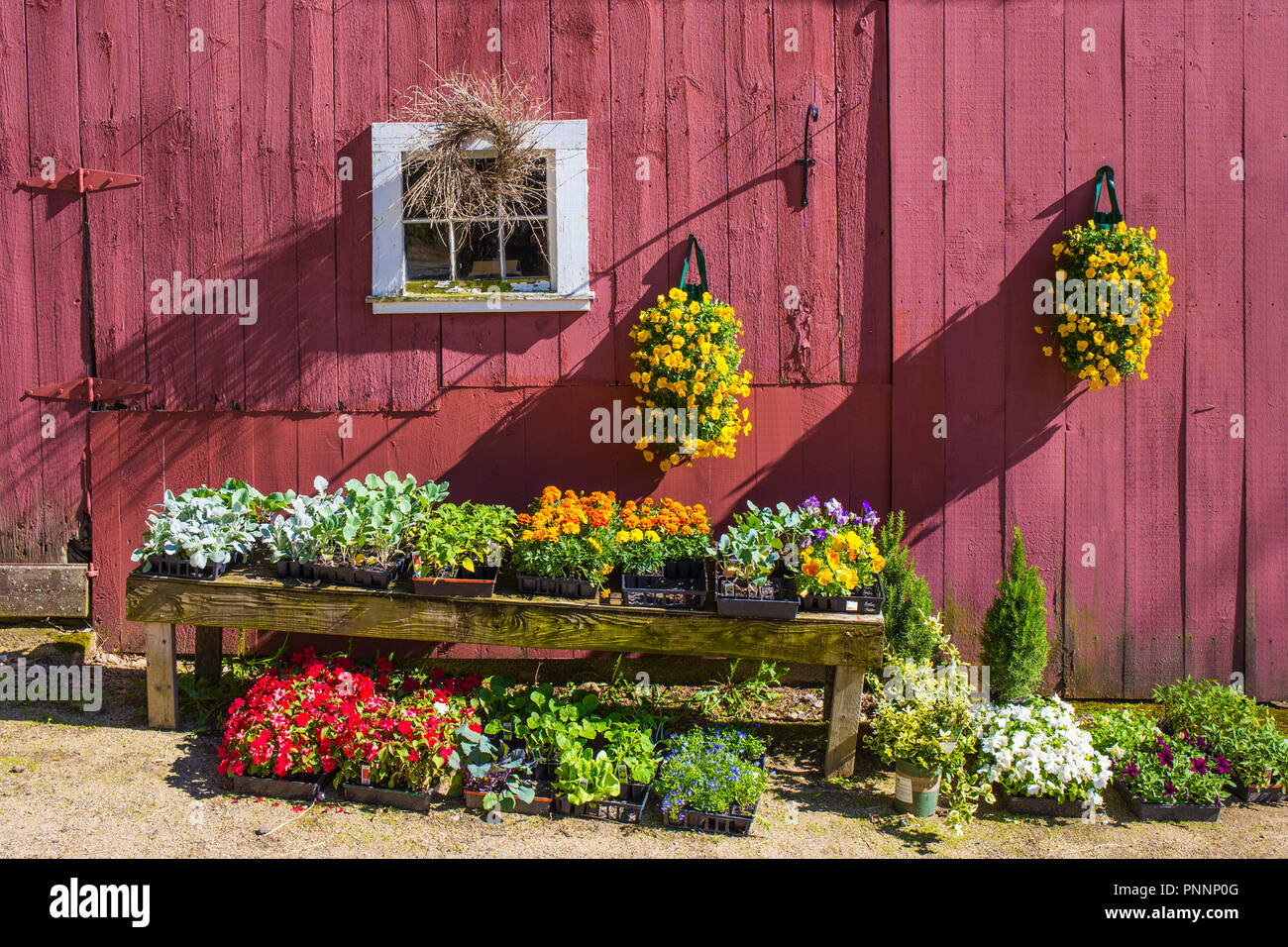 Agricultural plants hi-res stock photography and images - Alamy
