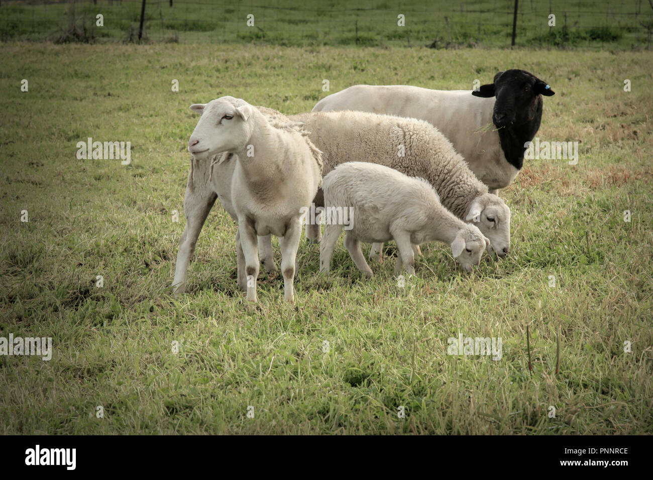 Three sheep and a lamb eating in a lush green pasture Stock Photo - Alamy