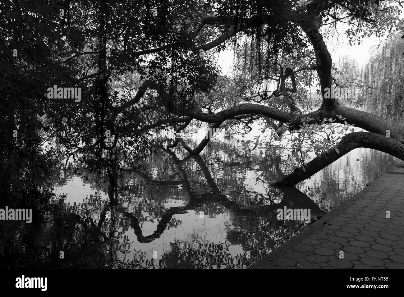 Tree growing over lake with reflection Stock Photo - Alamy