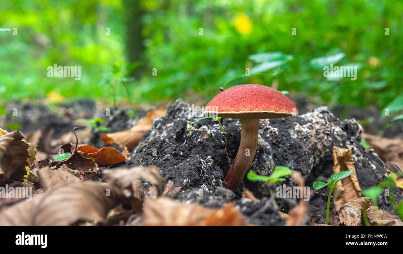 Mushroom in the forest Stock Photo - Alamy