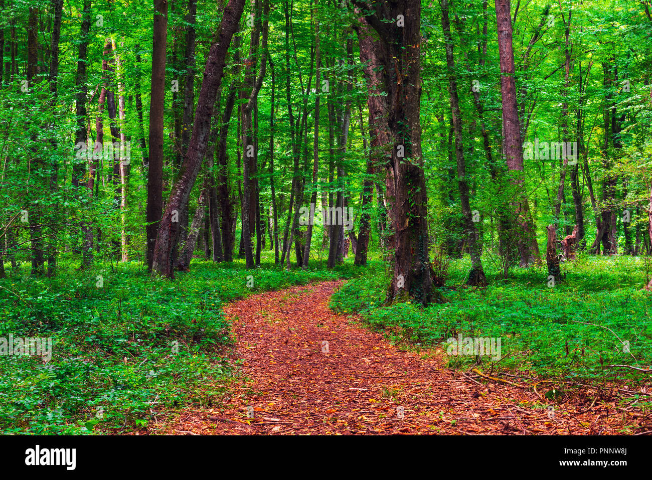 Green daylight path hi-res stock photography and images - Alamy