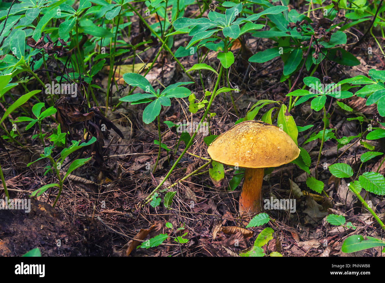 Mushroom in the forest Stock Photo - Alamy
