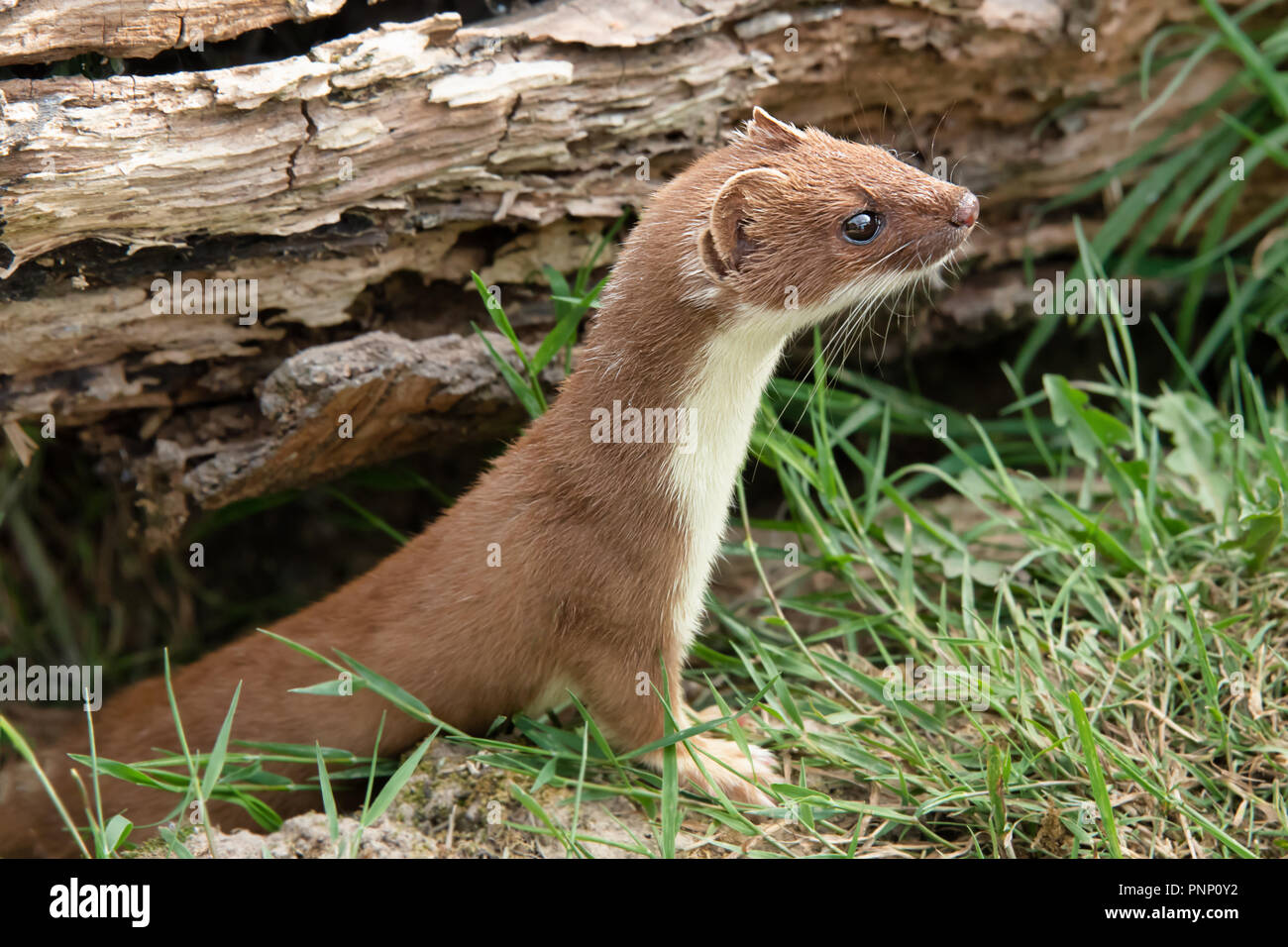 A closeup of a stoat weasel coming out from under an old log ...