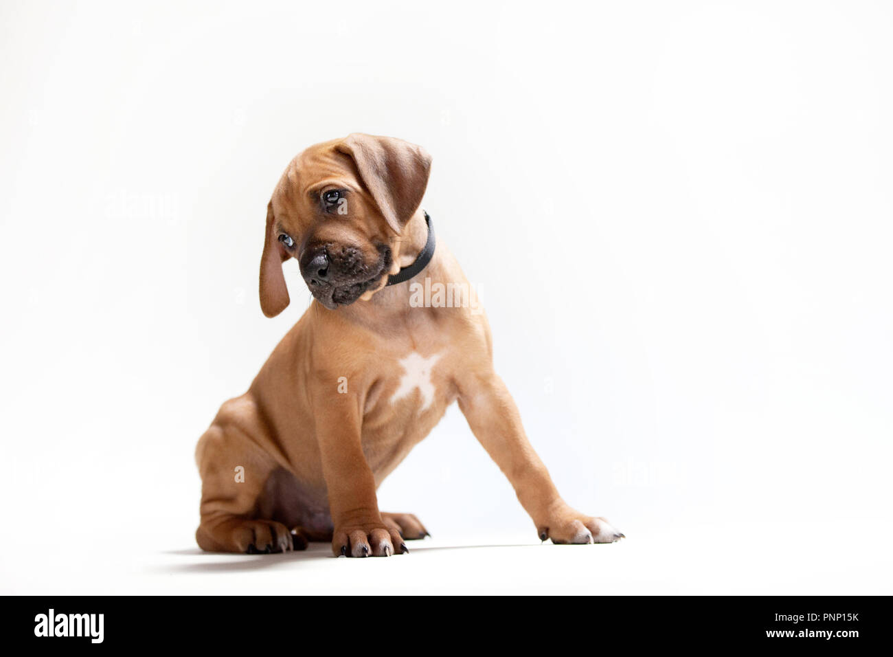 Rhodesian ridgeback puppy hi-res stock photography and images - Alamy