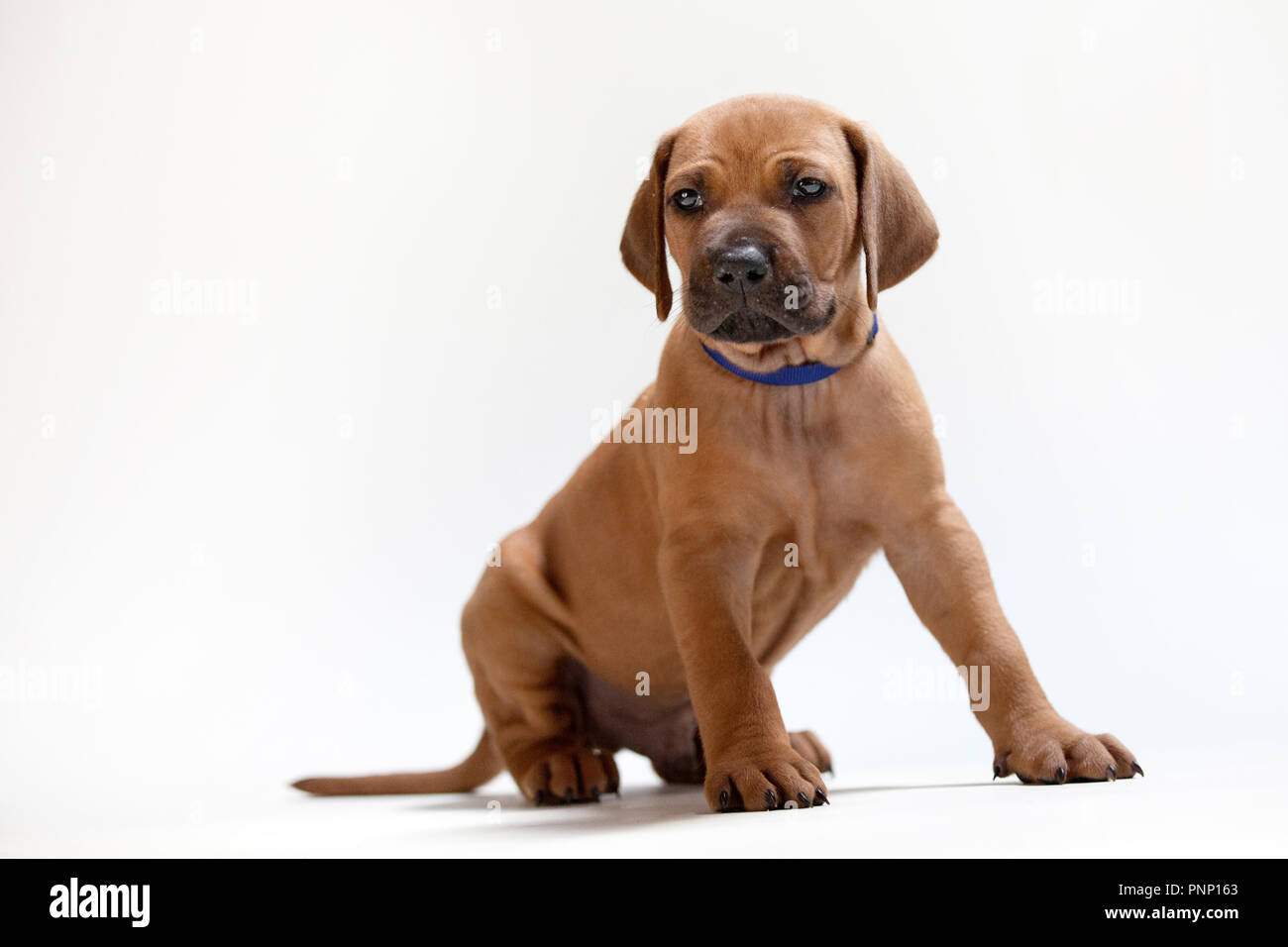 Rhodesian ridgeback puppy hi-res stock photography and images - Alamy