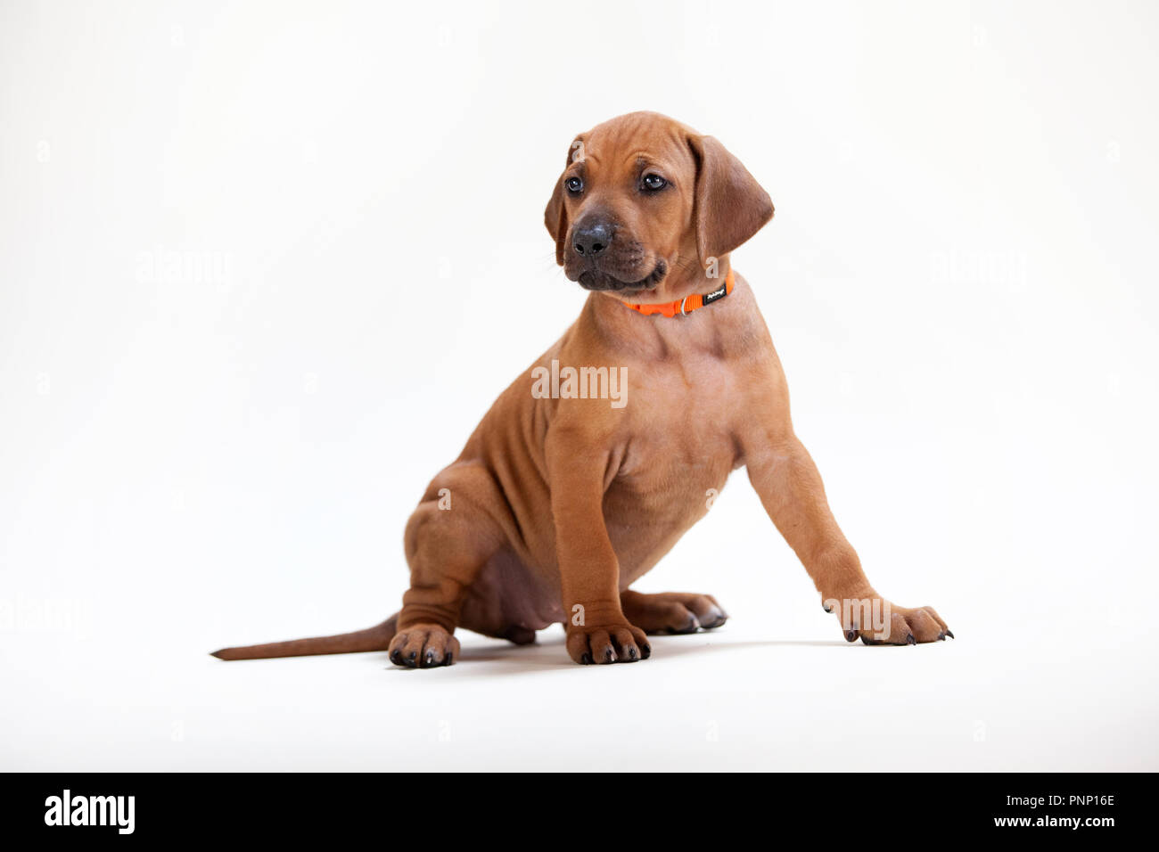 A Rhodesian Ridgeback puppy Stock Photo - Alamy