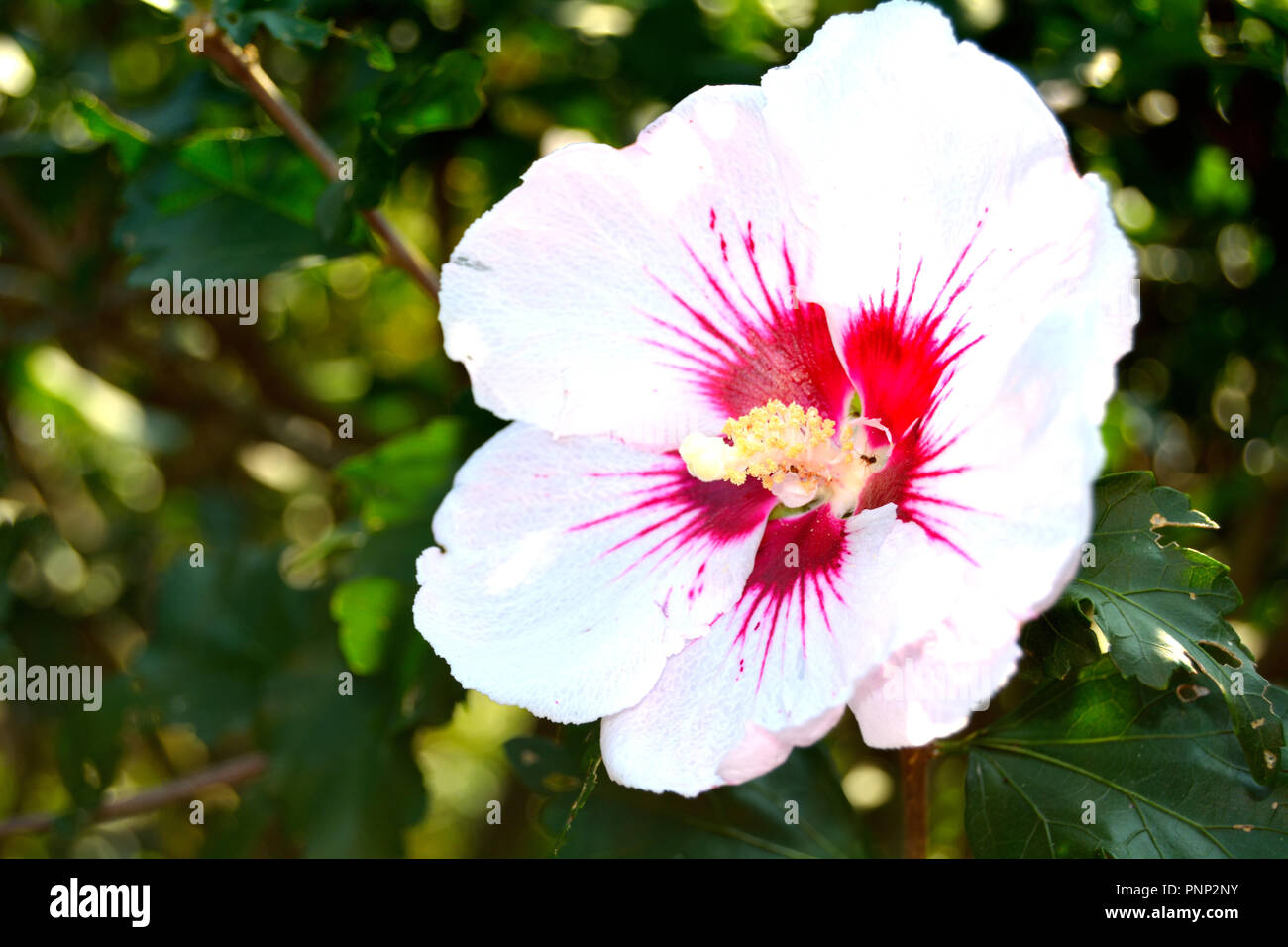 Rose of sharron hi-res stock photography and images - Alamy