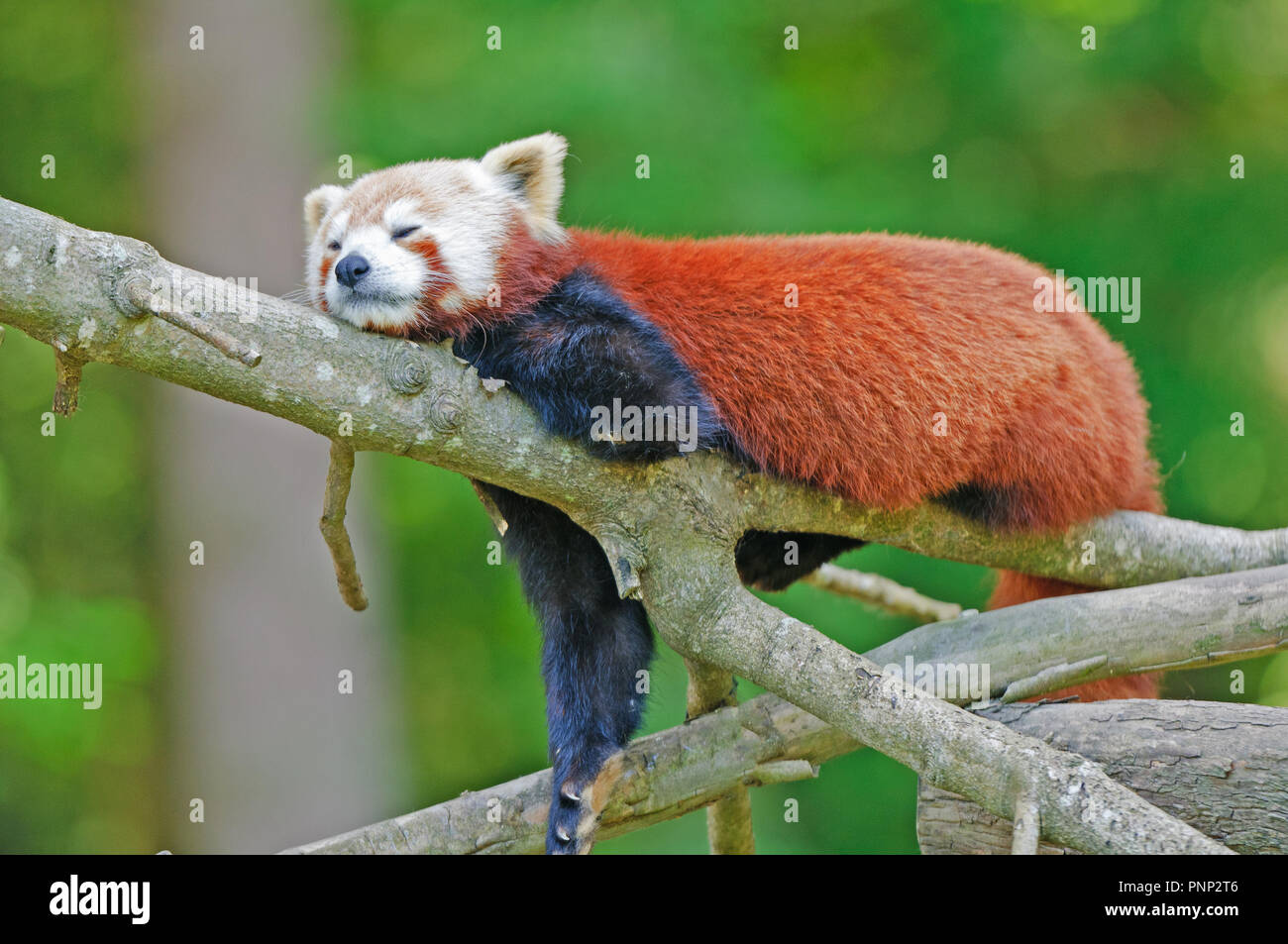 Red Panda resting on a tree Stock Photo - Alamy