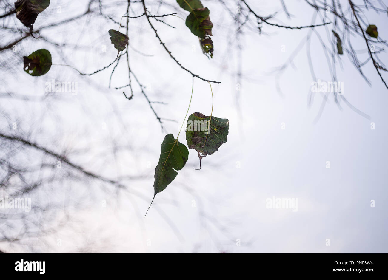 Natural Patterns of Branches Stock Photo - Alamy