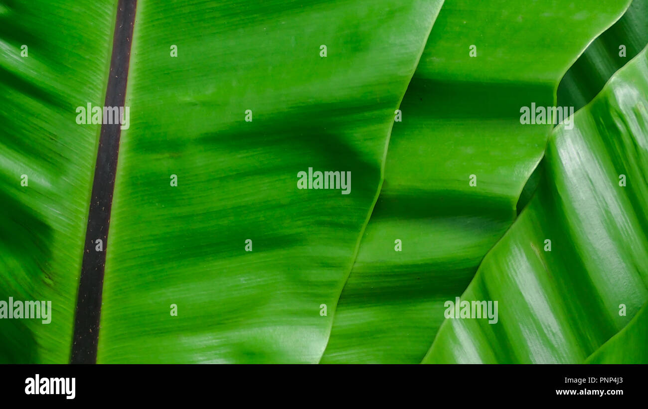 Shiny green leaves hi-res stock photography and images - Alamy