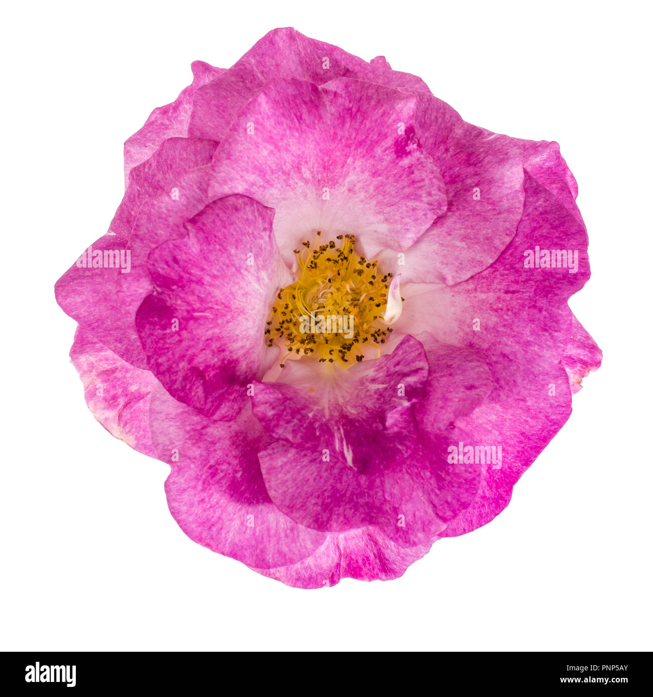 Rose head top view Cut Out Stock Images & Pictures - Alamy