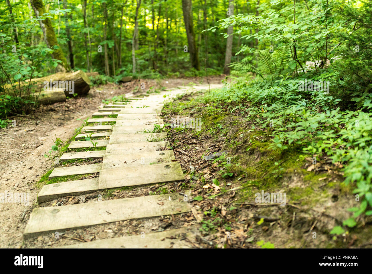 A pathway taking a right turn in the forest Stock Photo - Alamy