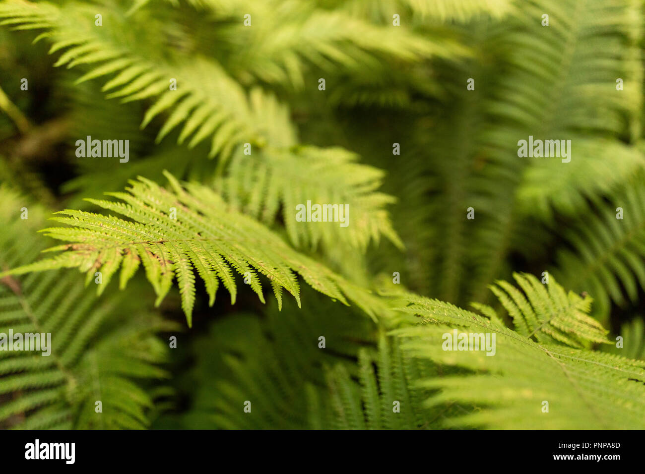Ferns out in the wild Stock Photo - Alamy