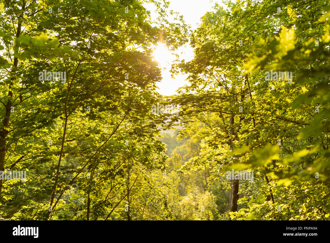 Sun shining through trees in the forest during golden hour Stock Photo ...