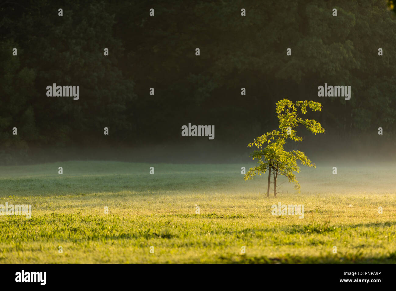 One small tree in a field with a forest in the background Stock Photo ...