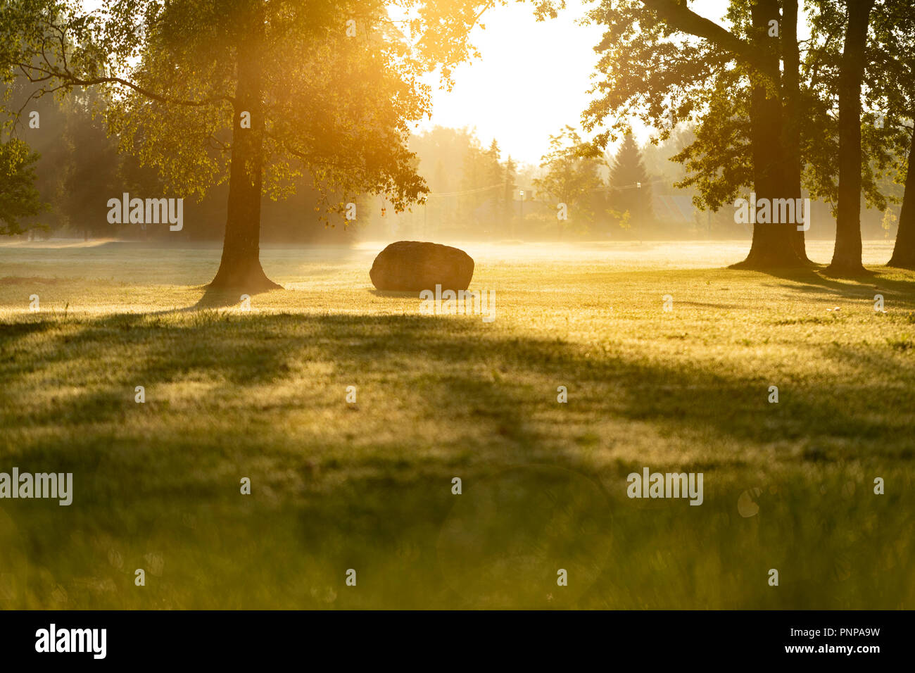 A field with trees and a rock during golden hour Stock Photo - Alamy