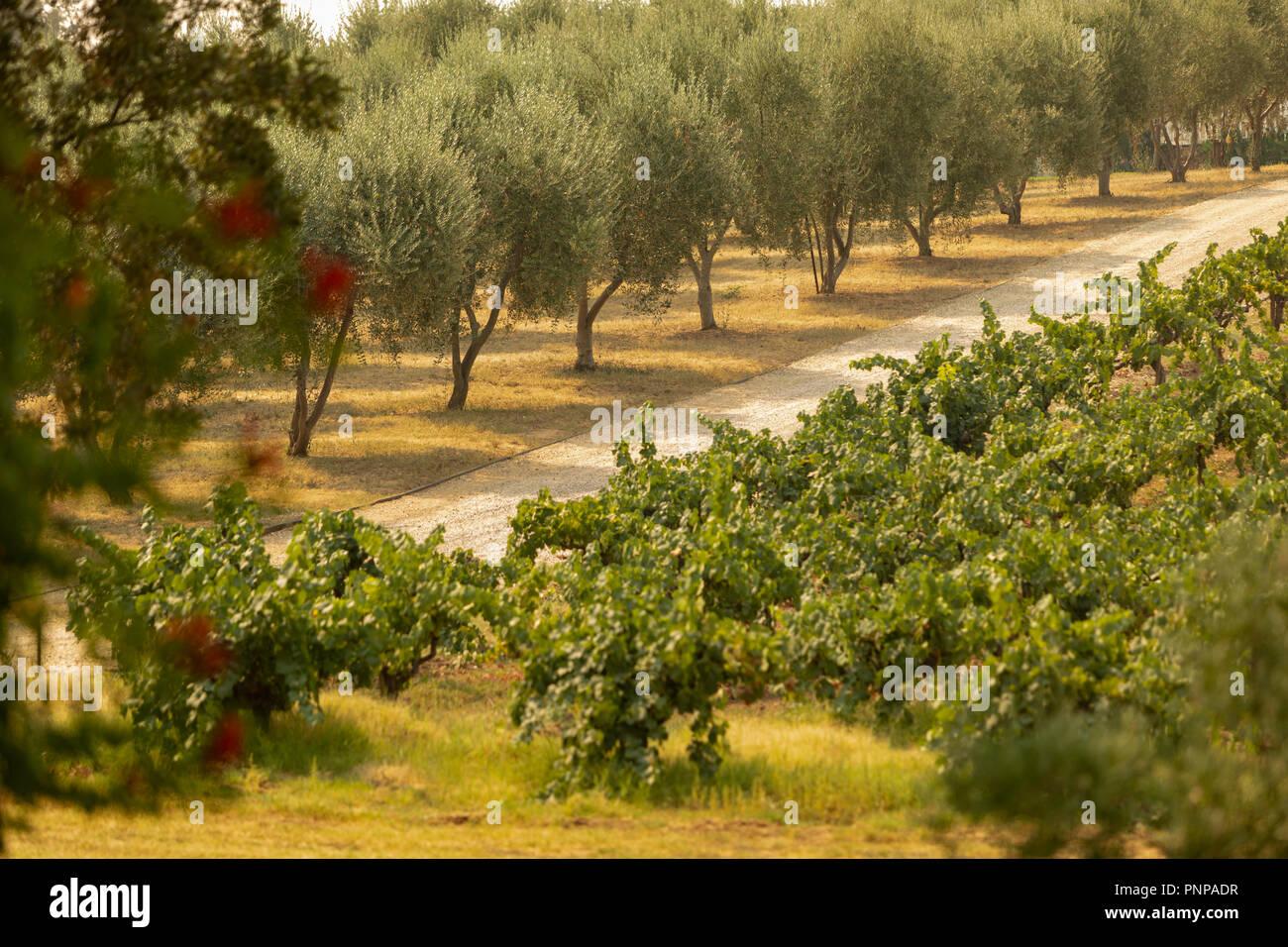 Winyards hi-res stock photography and images - Alamy