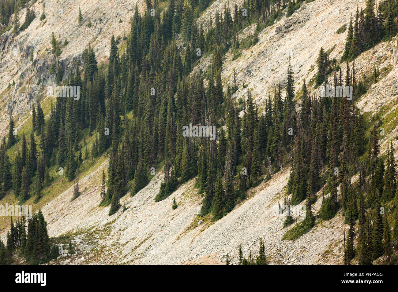 A steep side of a mountain with trees Stock Photo - Alamy