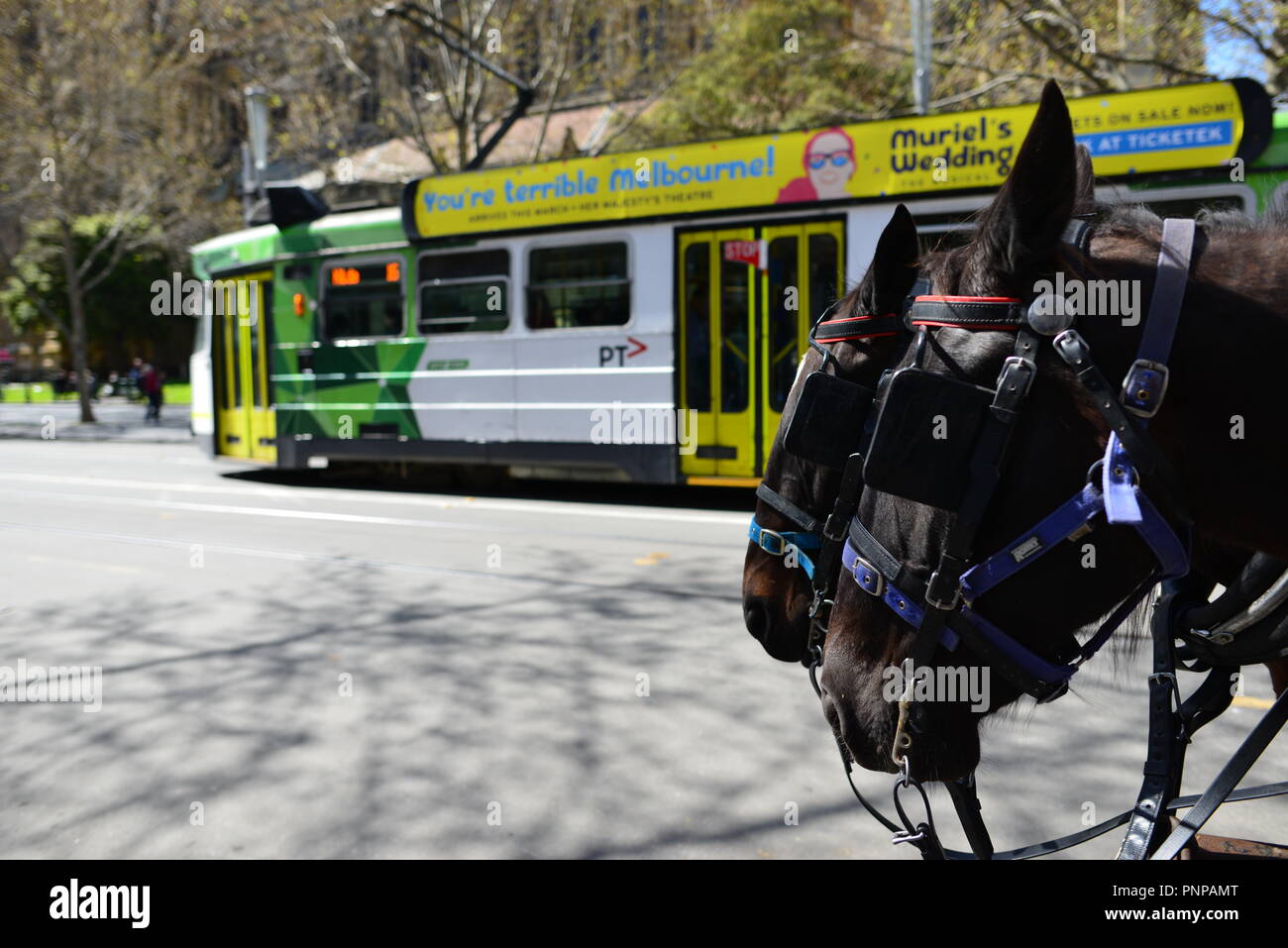 Horse capital of australia hi-res stock photography and images - Alamy