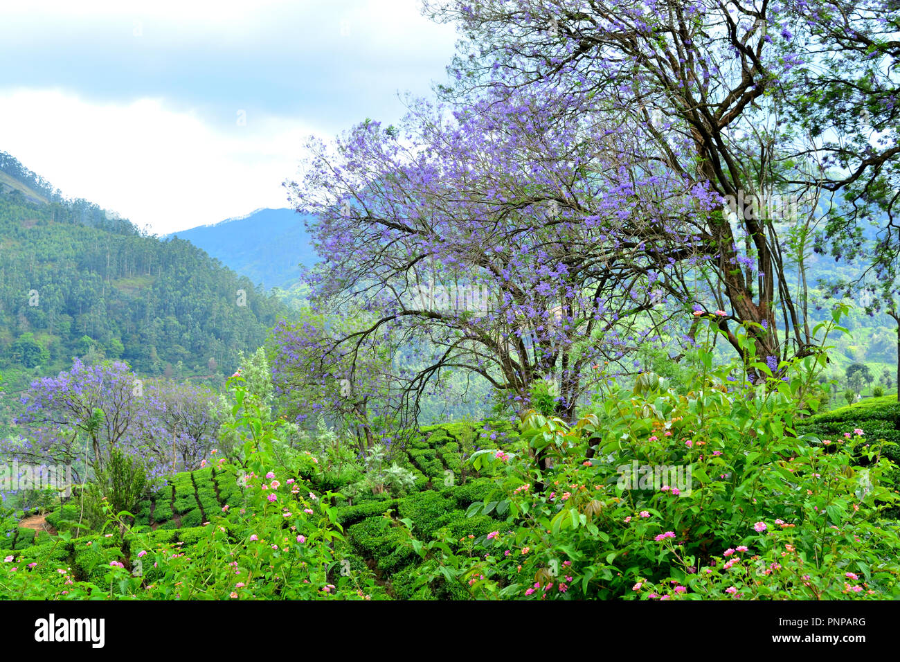 Kerala Forest Flowers