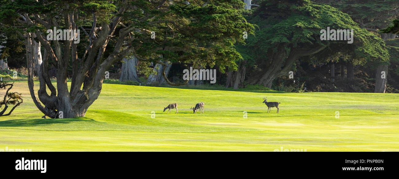 Three deer on a golf course Stock Photo - Alamy