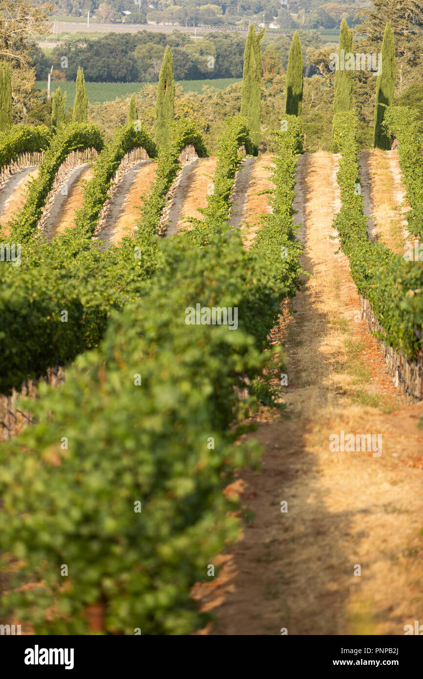 Nappa valley hi-res stock photography and images - Alamy