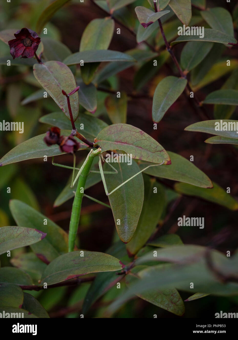 Stick insects hi-res stock photography and images - Alamy
