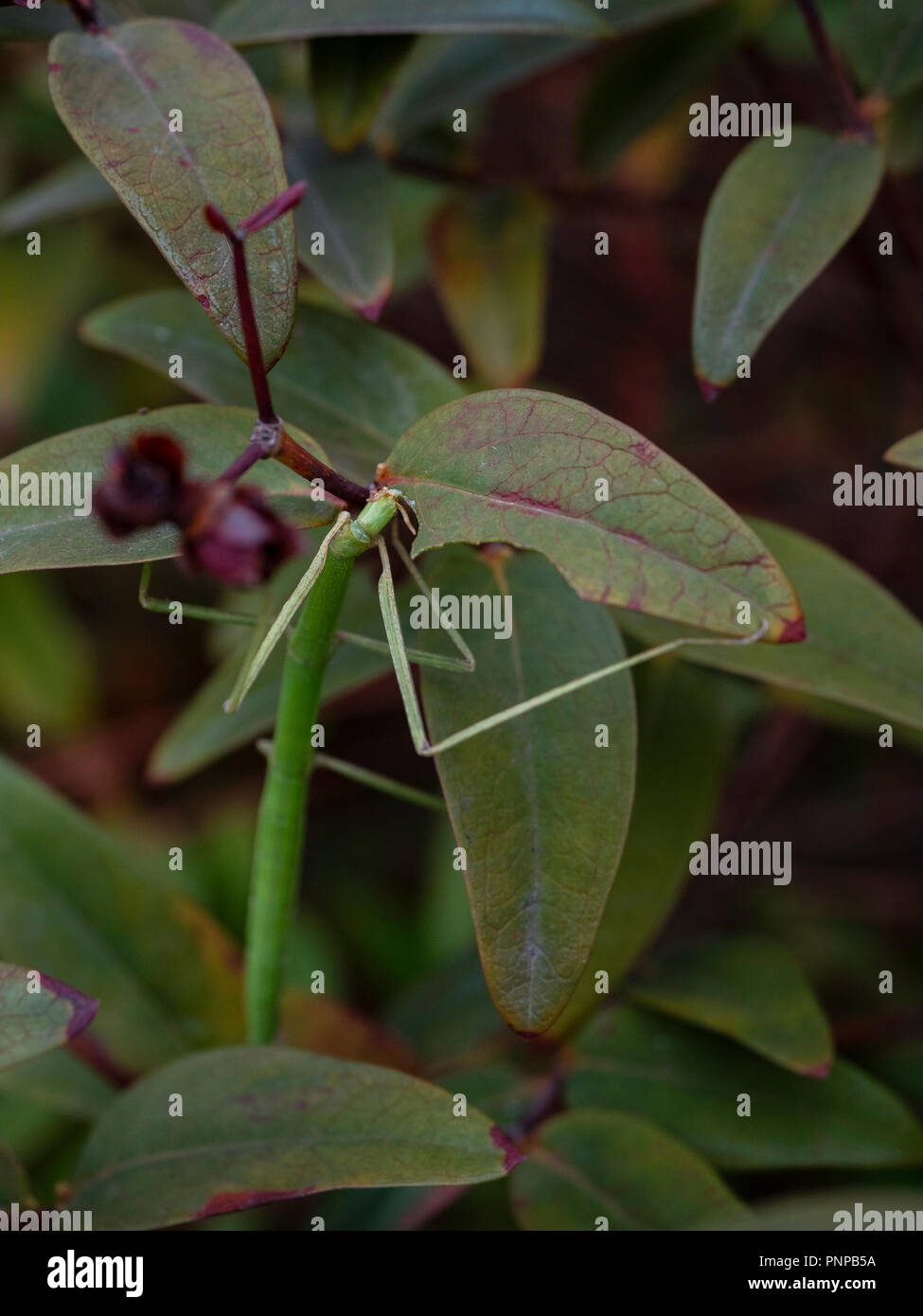 Stick insects hi-res stock photography and images - Alamy
