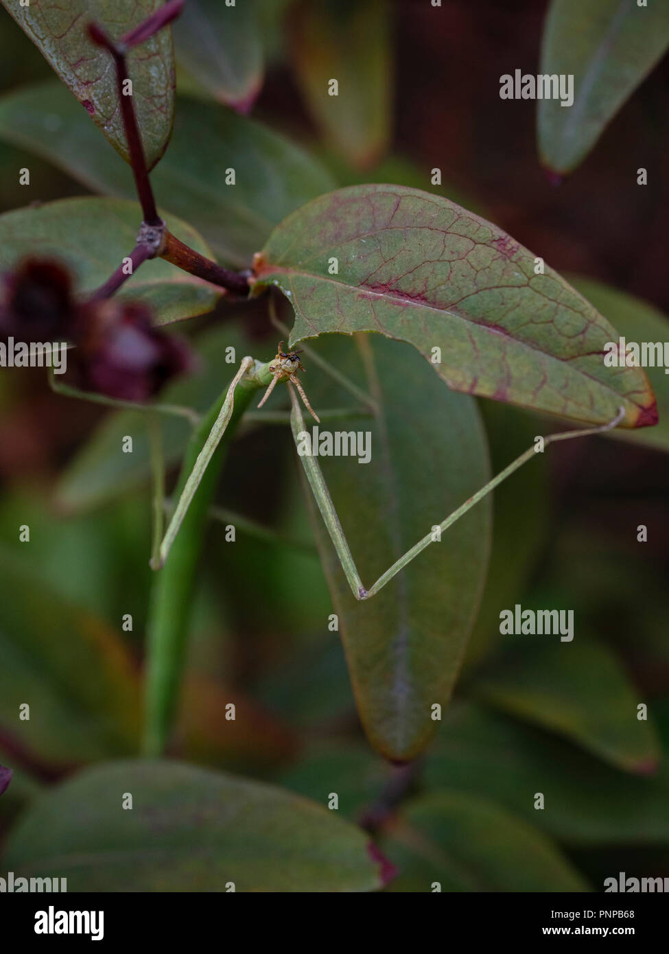 Stick bugs hi-res stock photography and images - Alamy