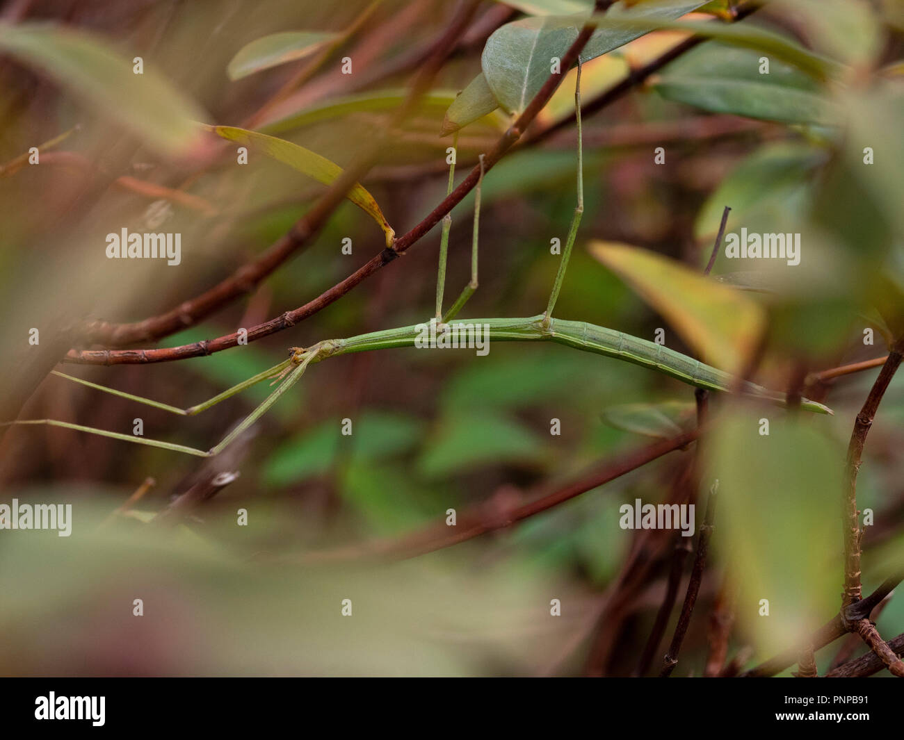 stick insect in a shrub Stock Photo - Alamy