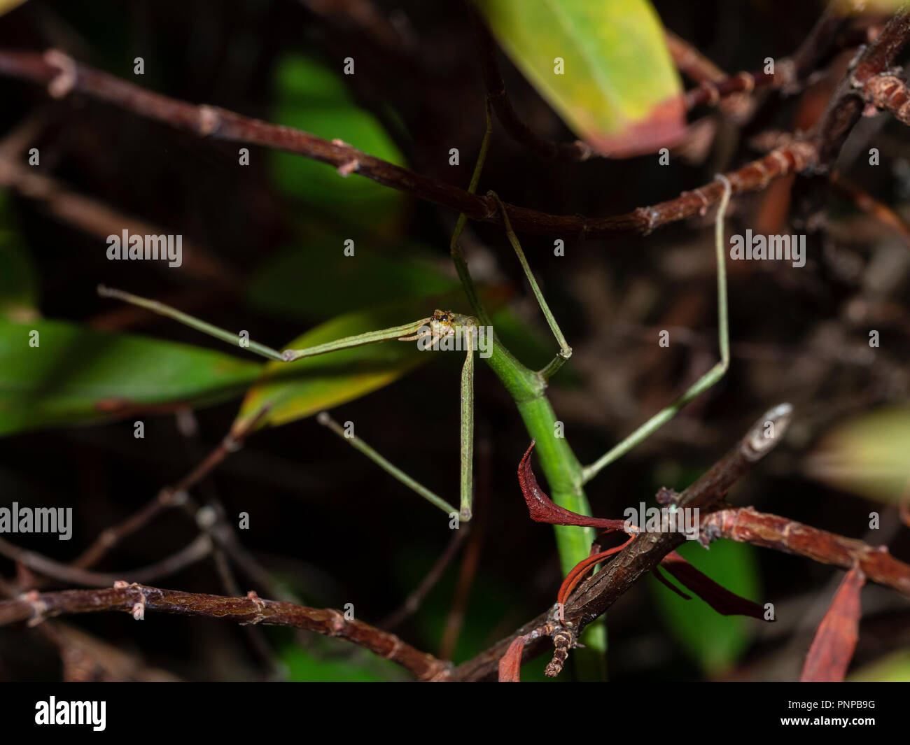 Stick bugs hi-res stock photography and images - Alamy