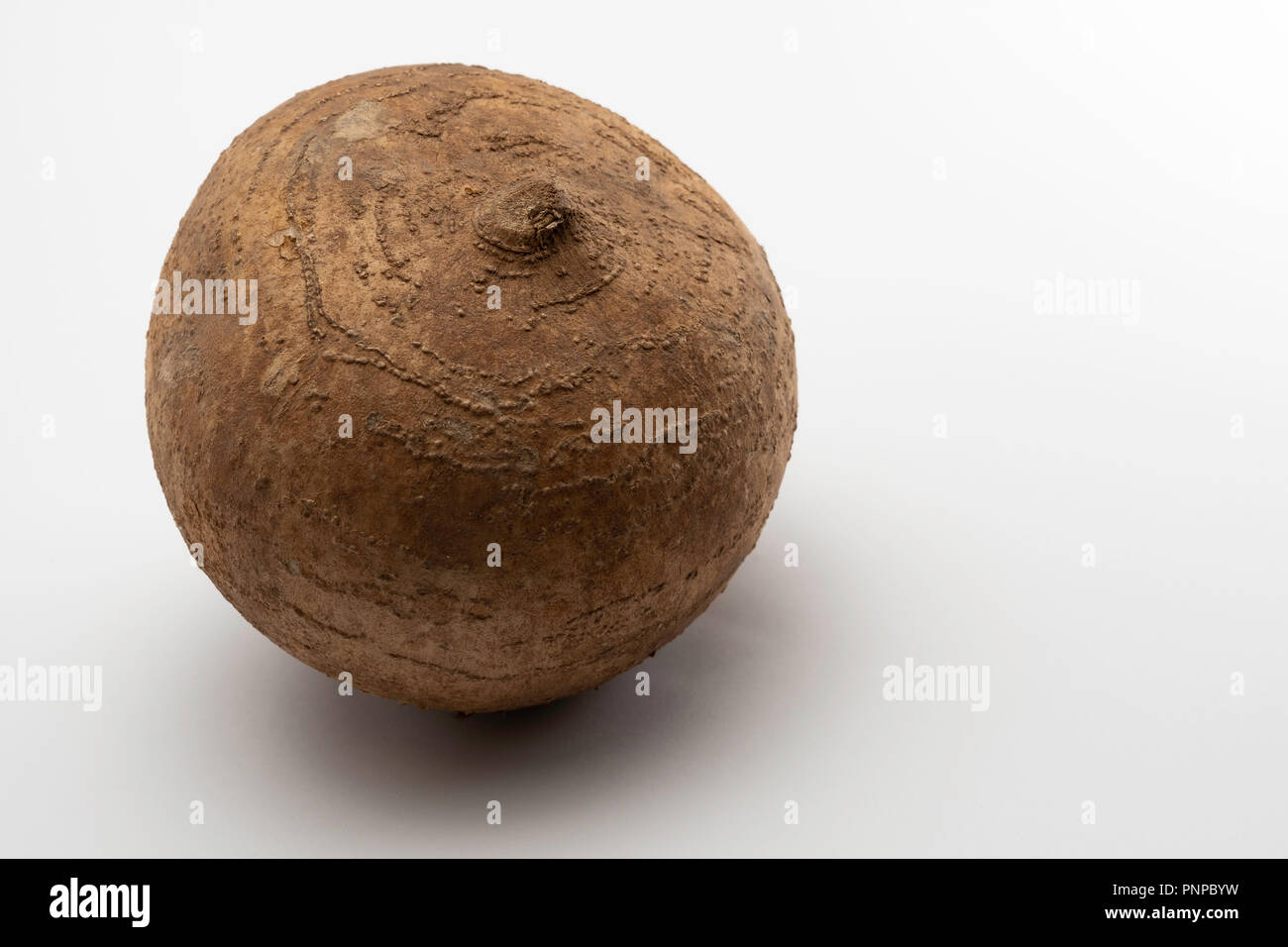 Pachyrhizus erosus, commonly known as jicama, Mexican yam bean, or ...