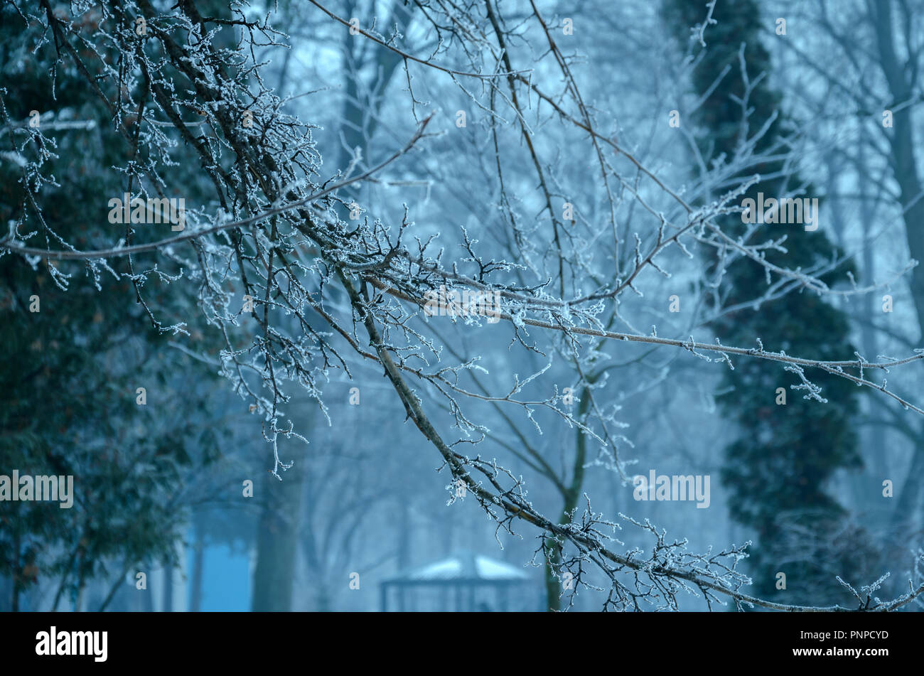 Beautiful crystal ice trees hi-res stock photography and images - Alamy