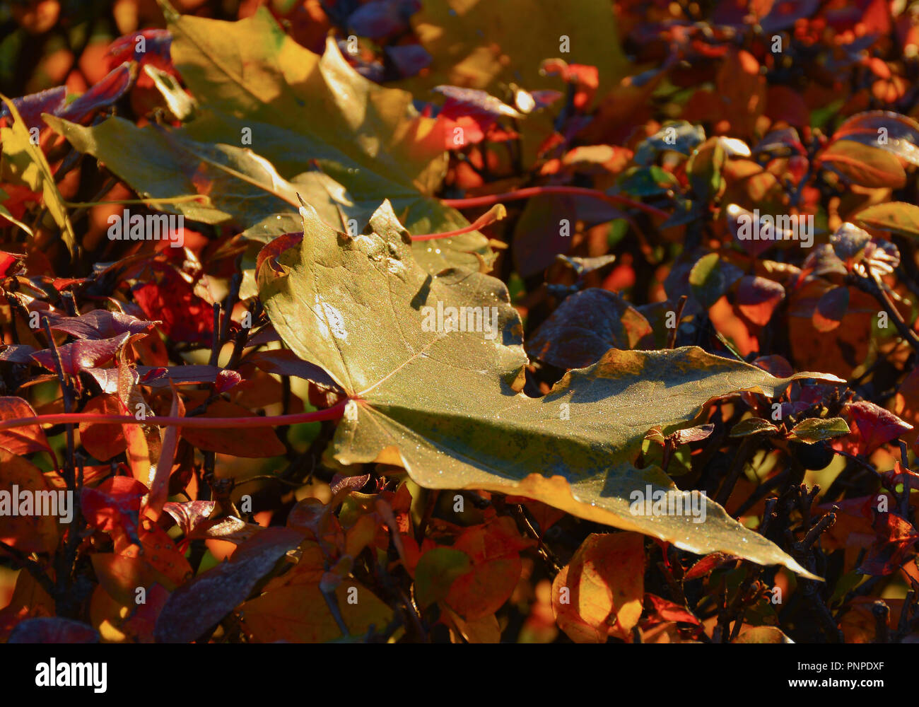 Beautiful autumn leaves on the street at the end of October Stock Photo ...