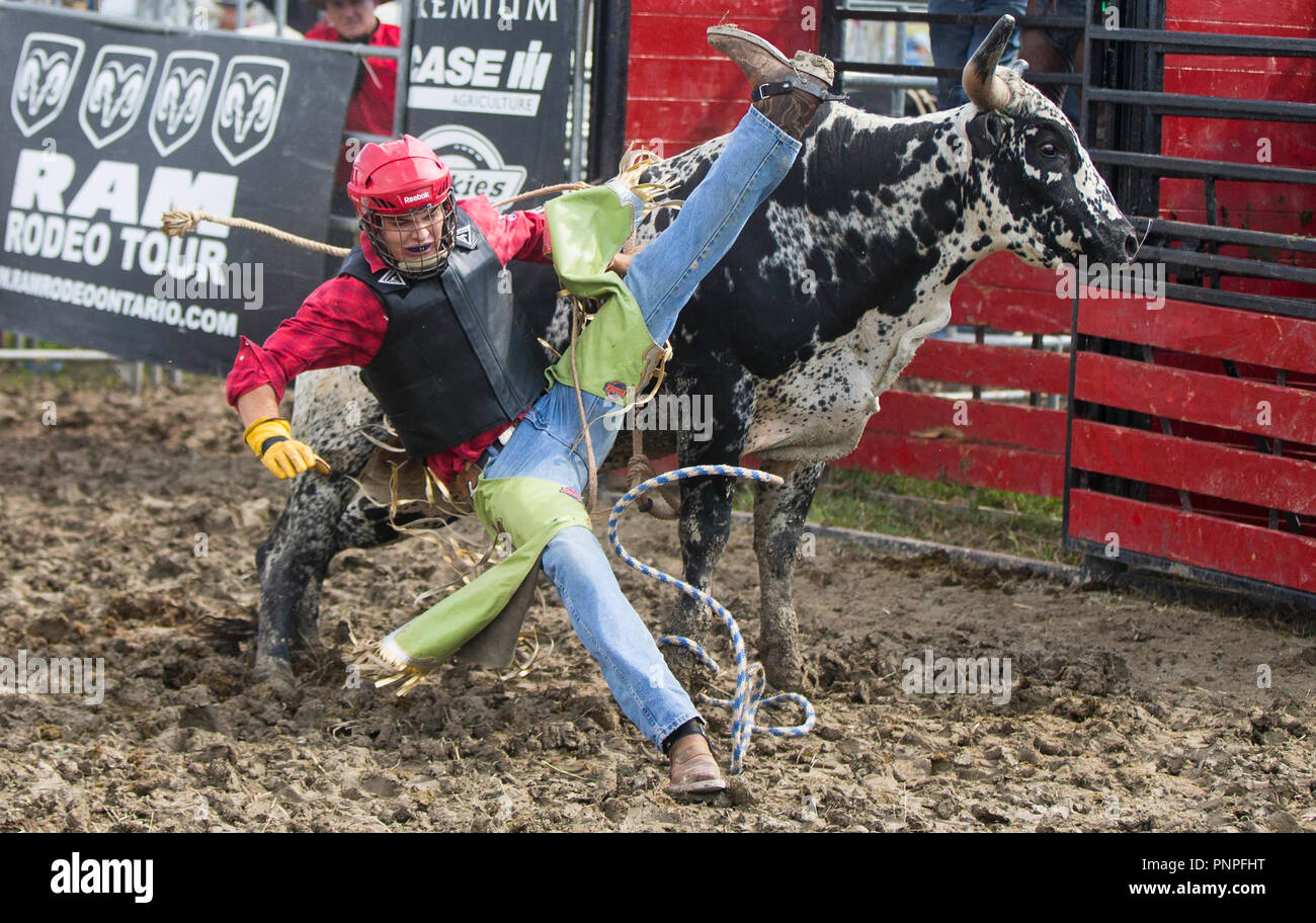 Toronto, Canada. 21st Sep, 2018. A cowboy falls from his bull during ...
