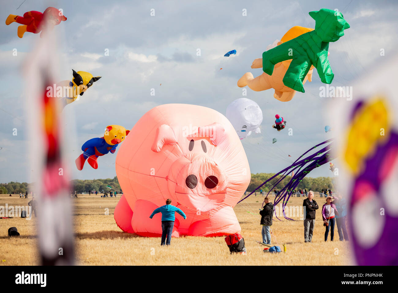 Pig on kite hi-res stock photography and images - Alamy