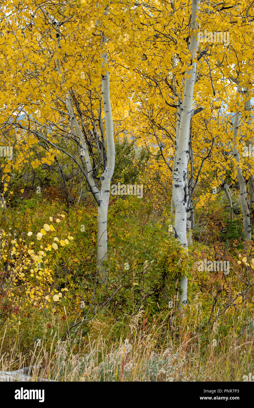 Rhizomatic root hi-res stock photography and images - Alamy