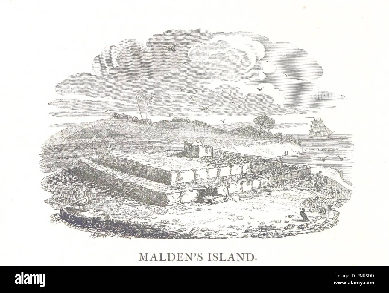 Image from page 252 of 'Voyage of H.M.S. Blonde to the Sandwich Islands ...