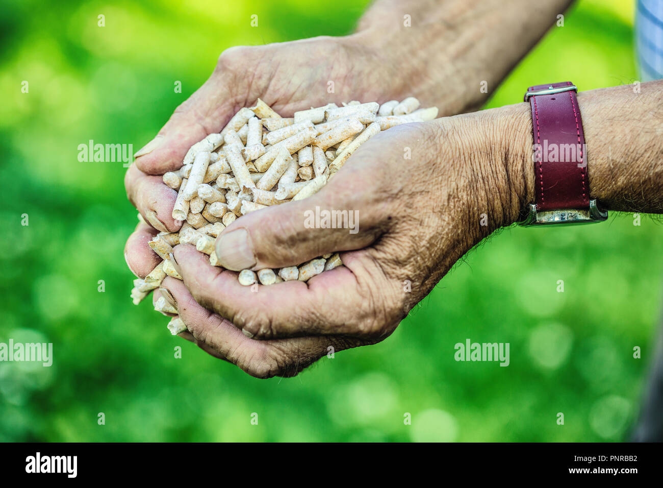 Wooden pressed pellets from biomass in hand old man Stock Photo - Alamy