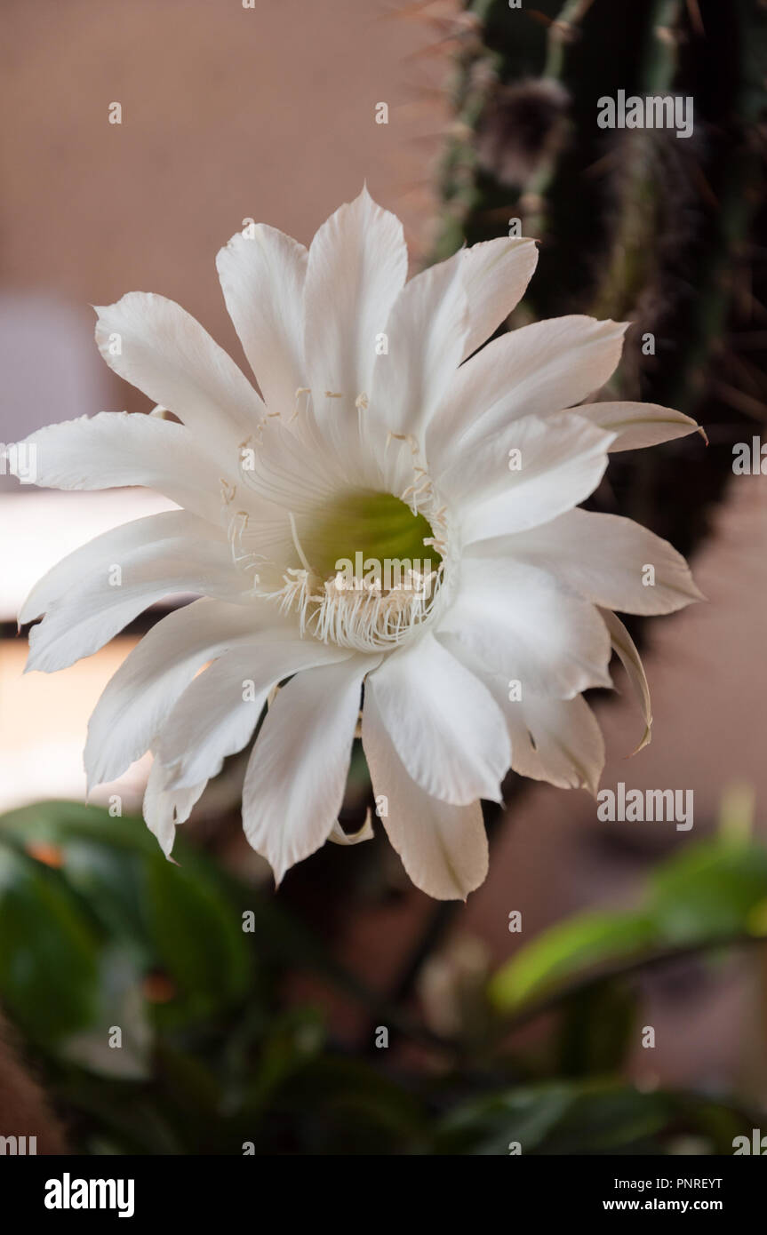 White Cactus Flower Stock Photo - Alamy