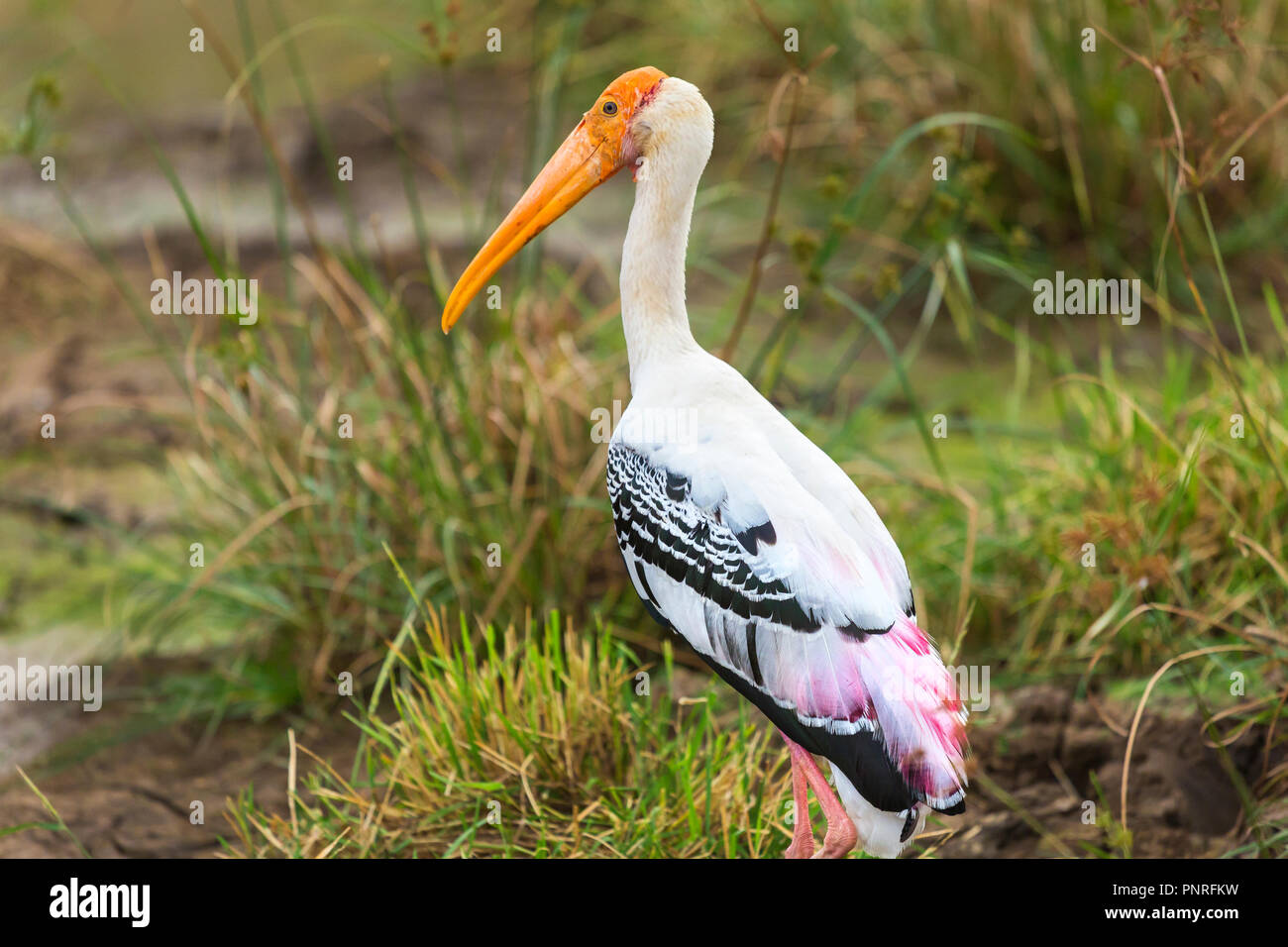 Stork mark hi-res stock photography and images - Alamy