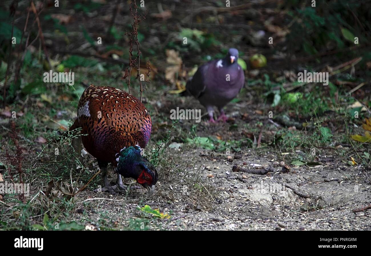 Pheasant and wood pigeon feeding Stock Photo - Alamy
