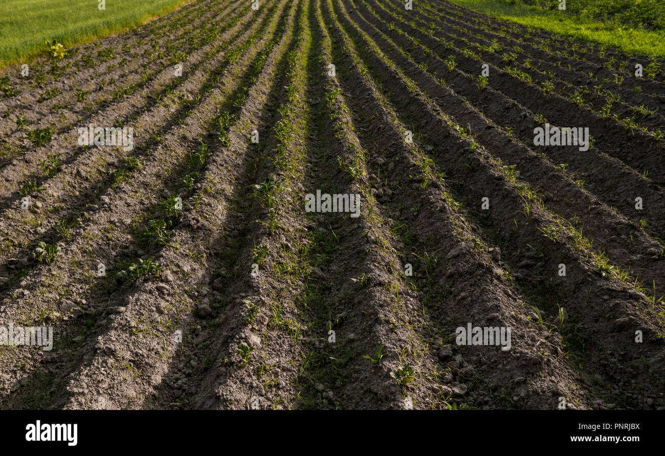 Soil Cover High Resolution Stock Photography and Images - Alamy
