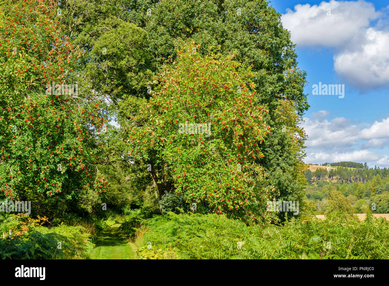 SPEYSIDE WAY OR TRAIL SCOTLAND ROWAN TREES AND RED BERRIES OVER THE ...