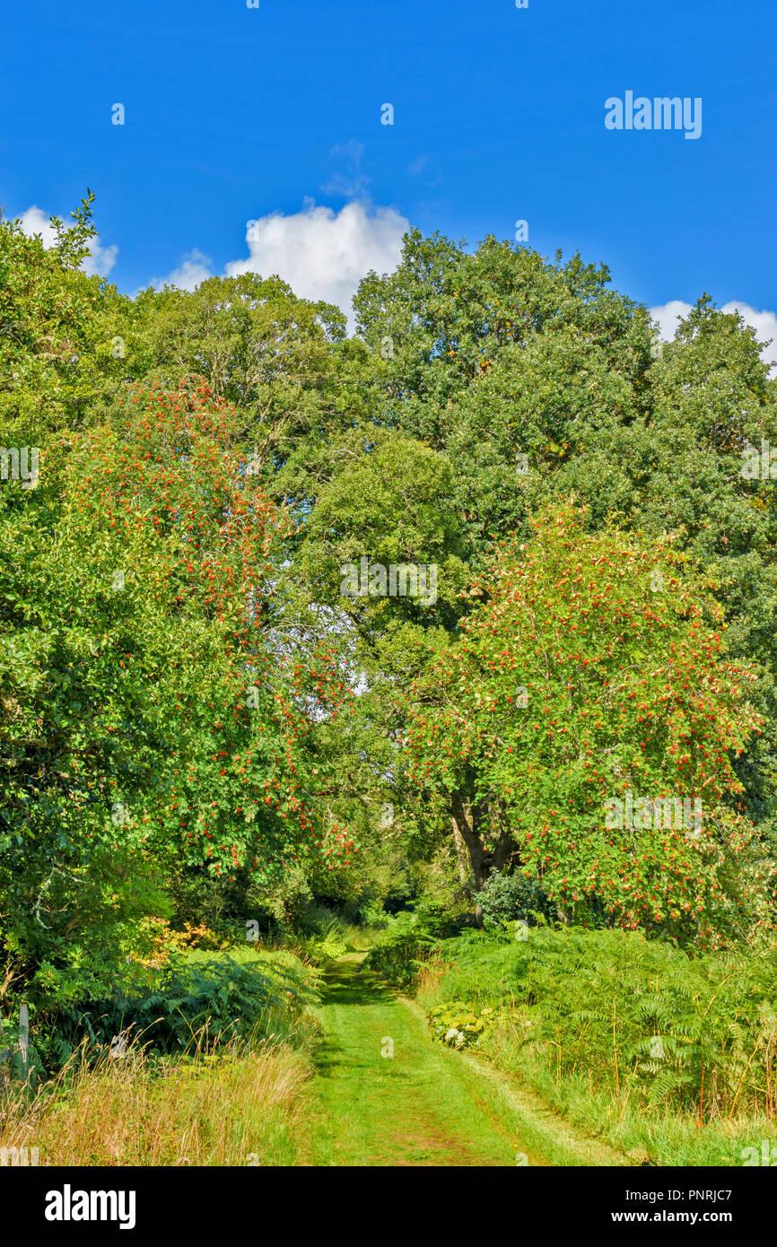 Scotland red berry hi-res stock photography and images - Alamy