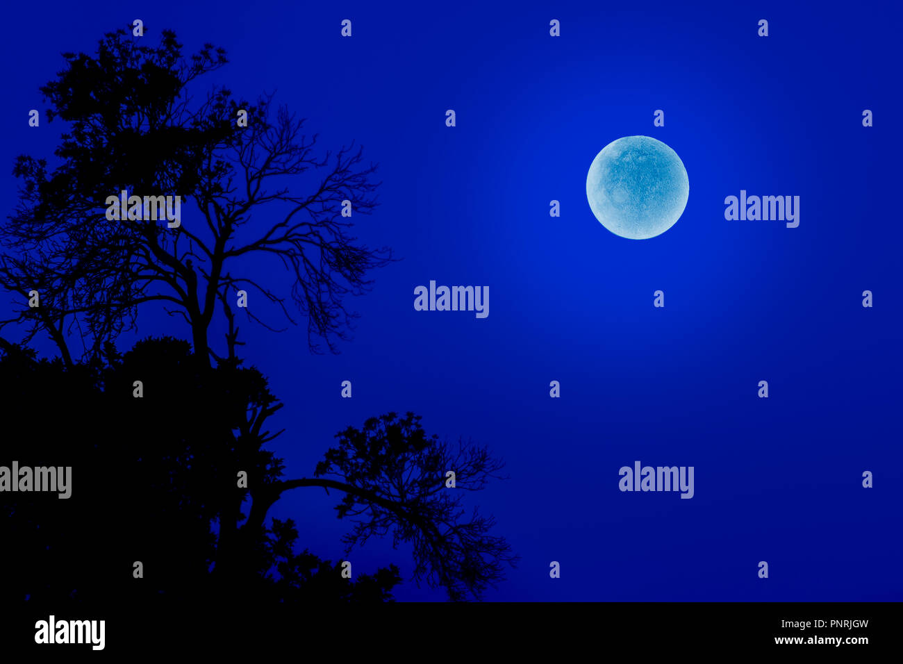 moon and tree Stock Photo - Alamy