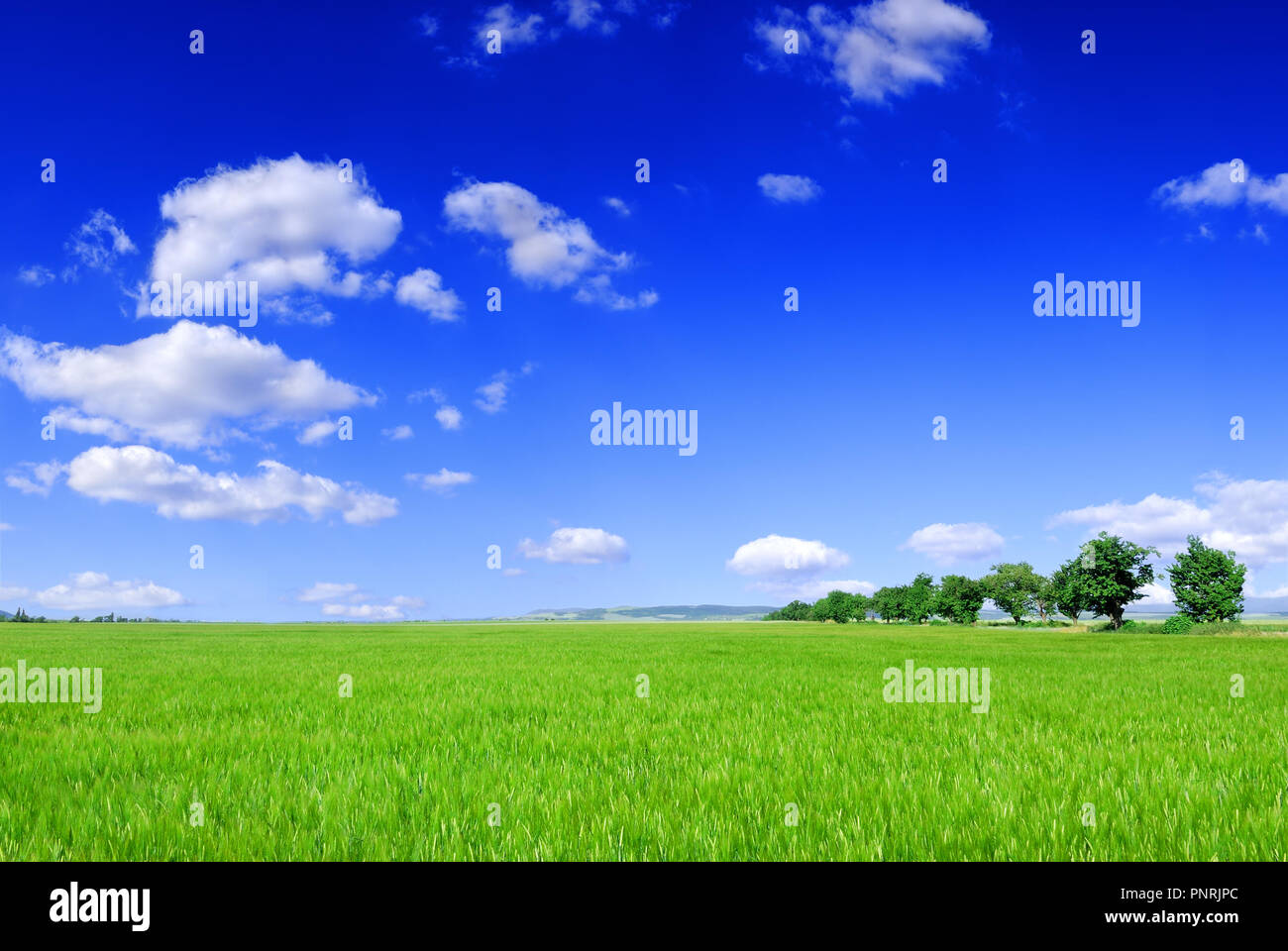 Spring landscape, view of green fields, blue sky and white clouds in ...