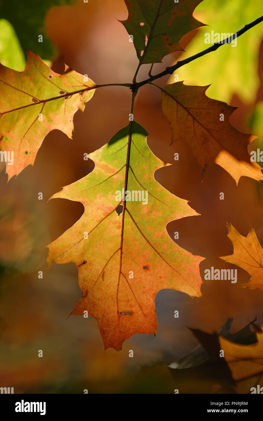 Closeup photo of colorful leaves hi-res stock photography and images ...