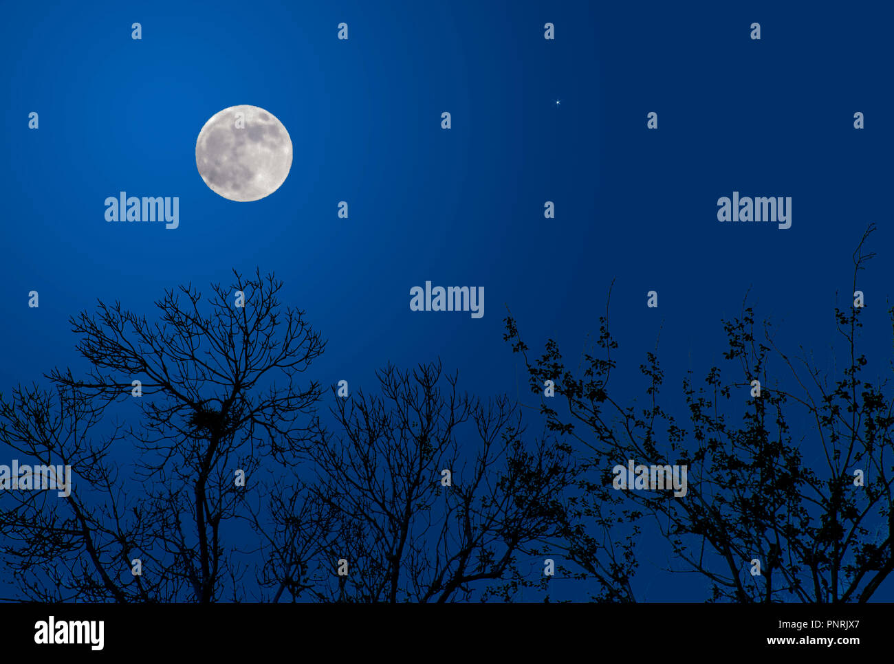 moon and tree Stock Photo - Alamy