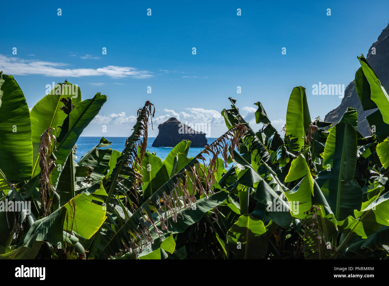 Tropical island banana tree hi-res stock photography and images - Alamy